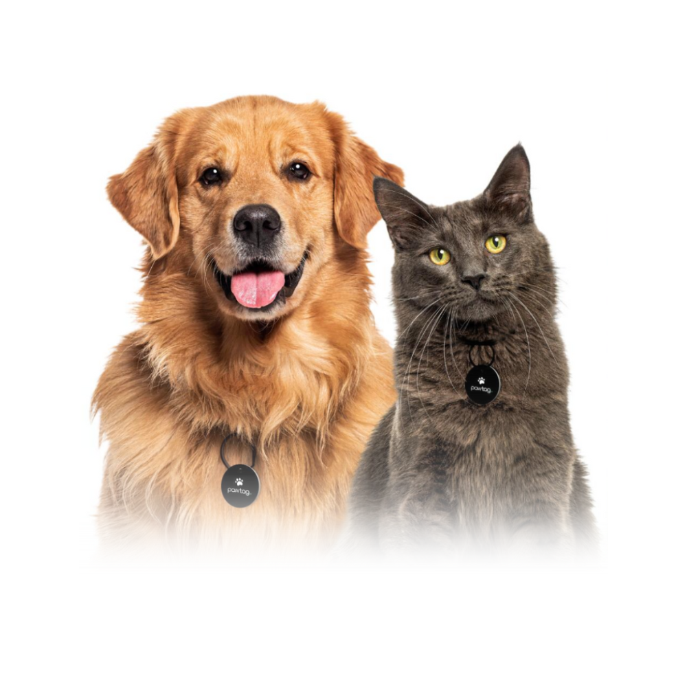 PawTag | Smart QR Pet Tag | Protect Your Pets
