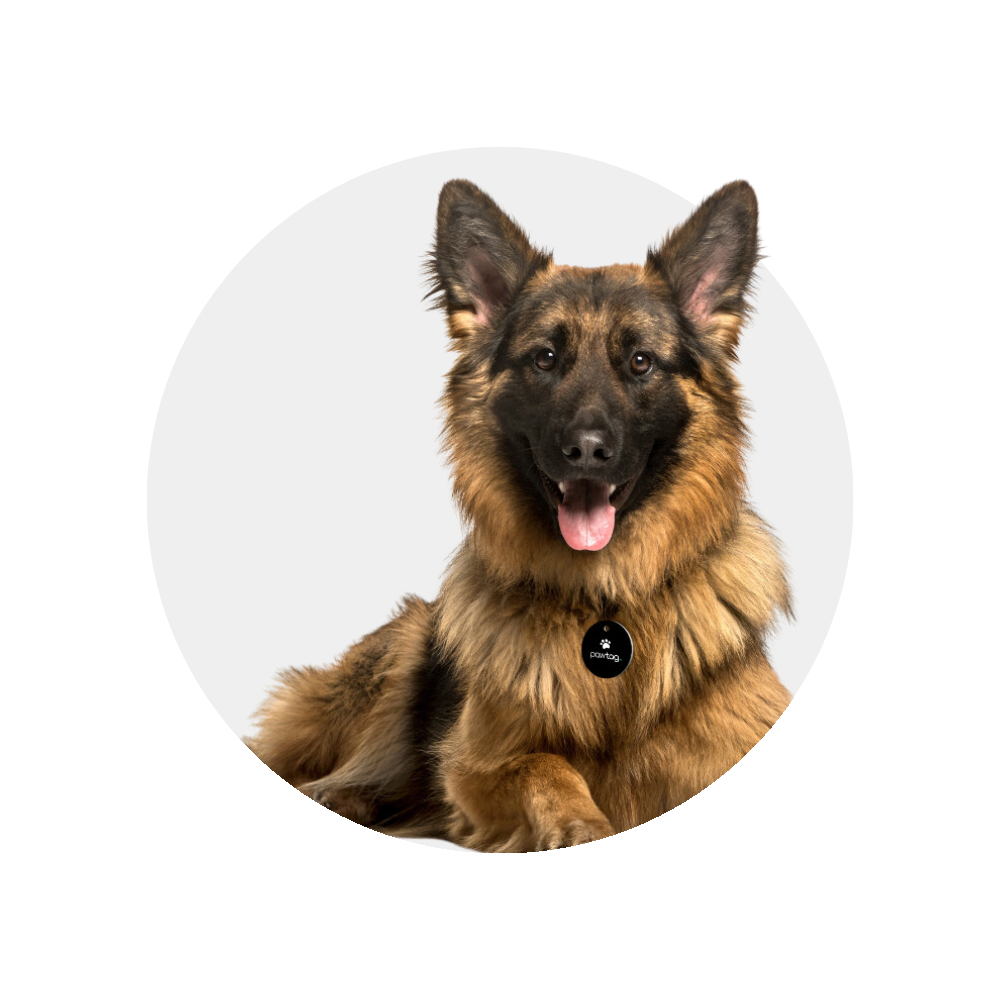 PawTag | Smart QR Pet Tag | Protect Your Pets